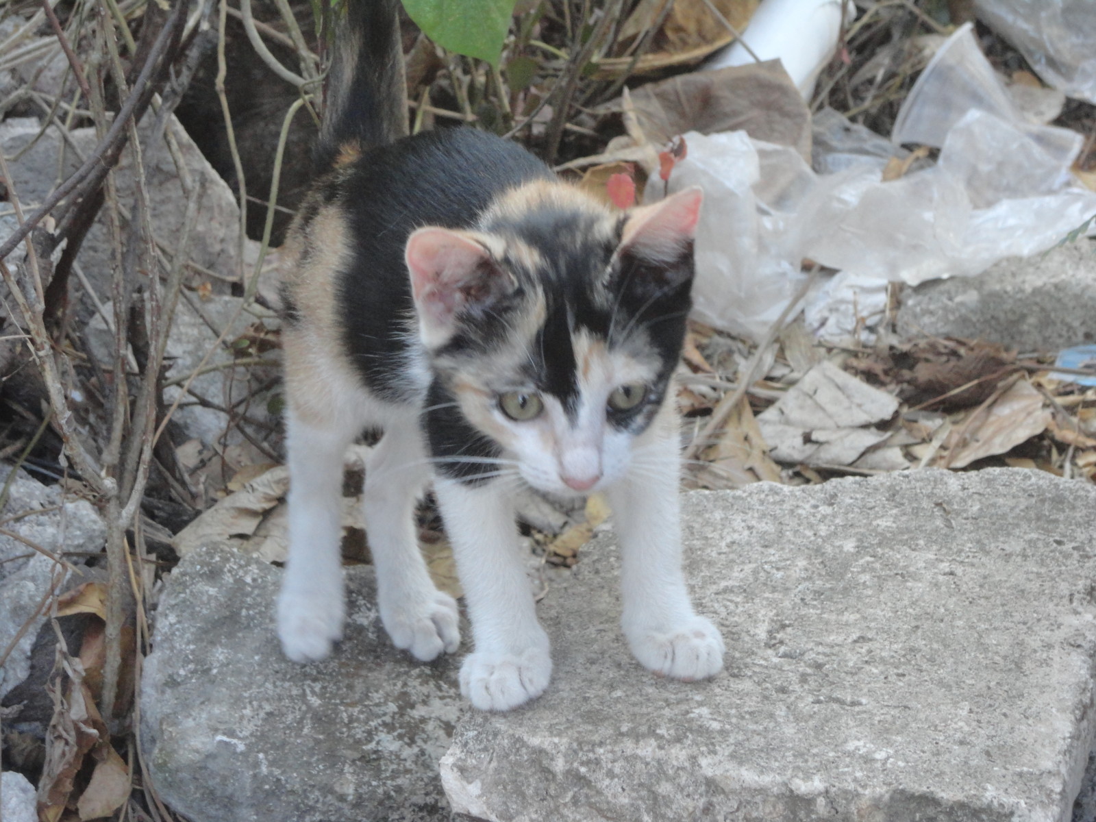 CANCUN CATS - traveltoons